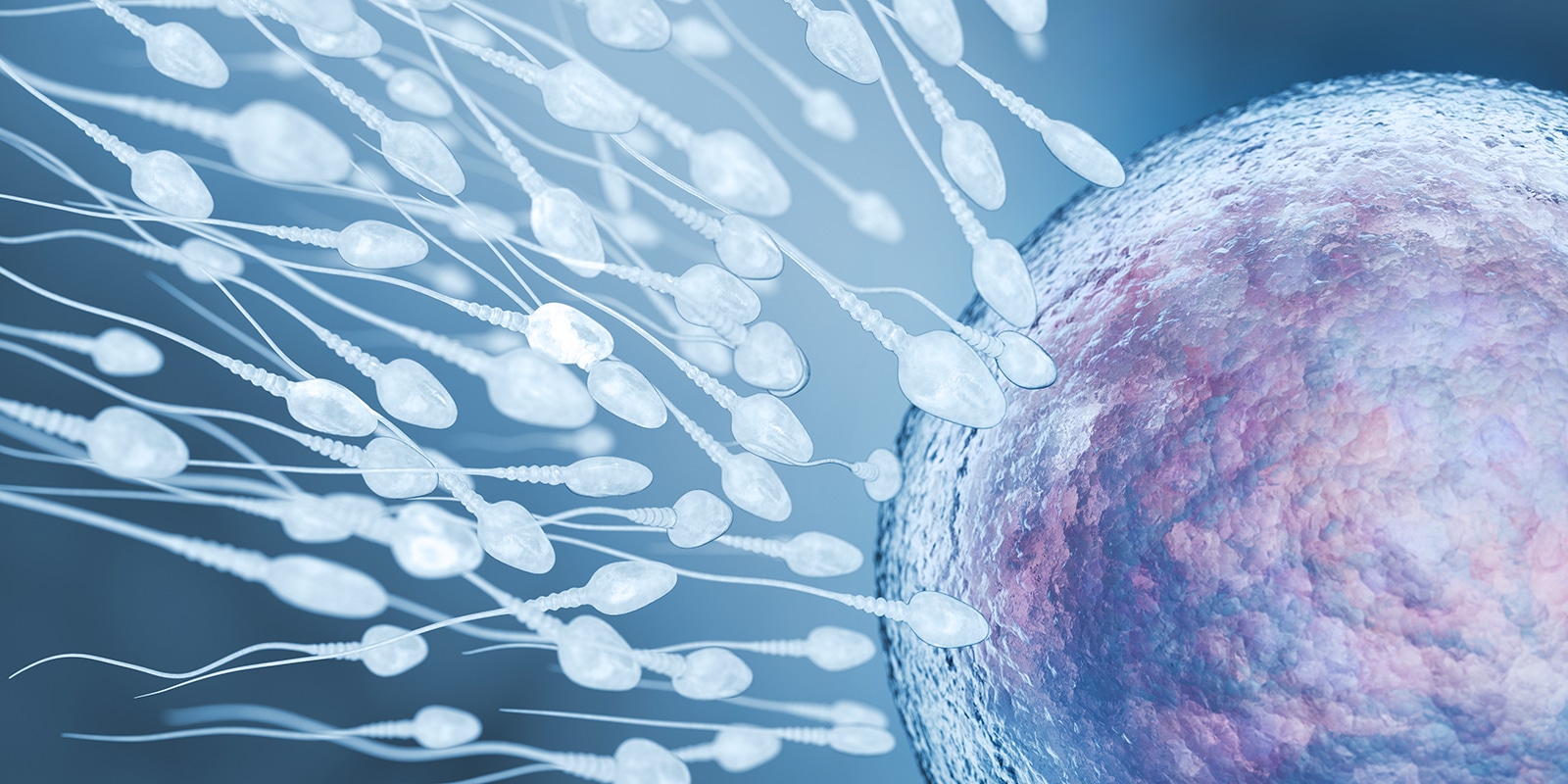 Insemination - Dr Koufomihail
